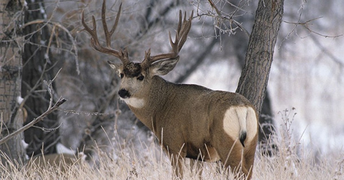 NRA Hunters' Leadership Forum | First Light: The North American Model ...