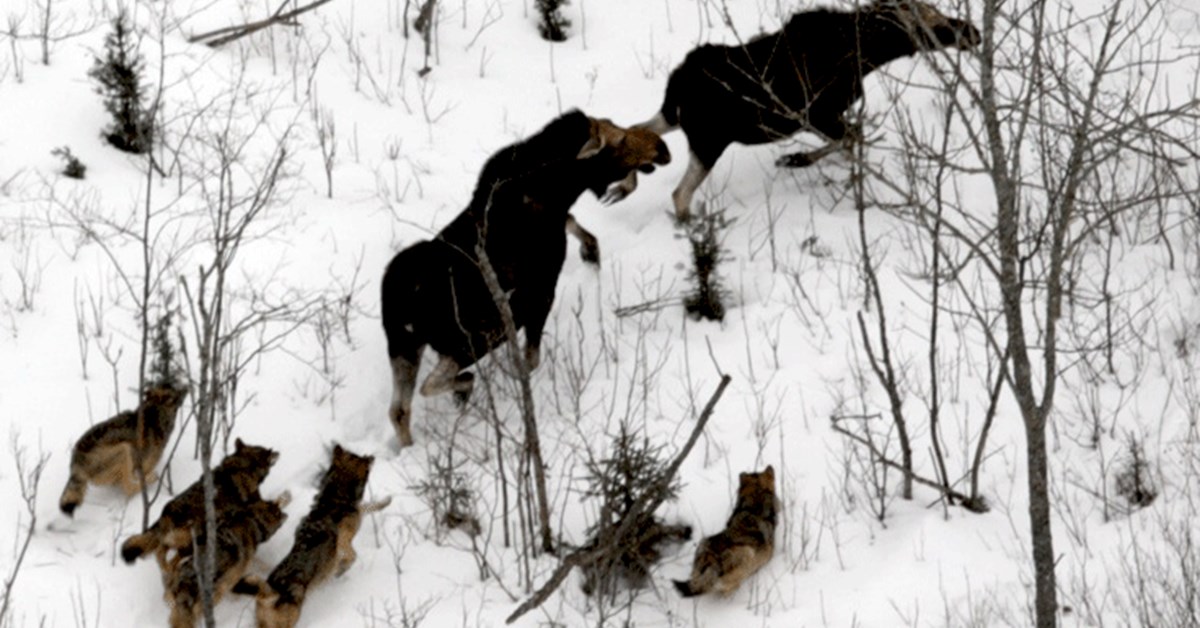 NRA Hunters' Leadership Forum | USFWS Halts Predator Control on Alaska ...