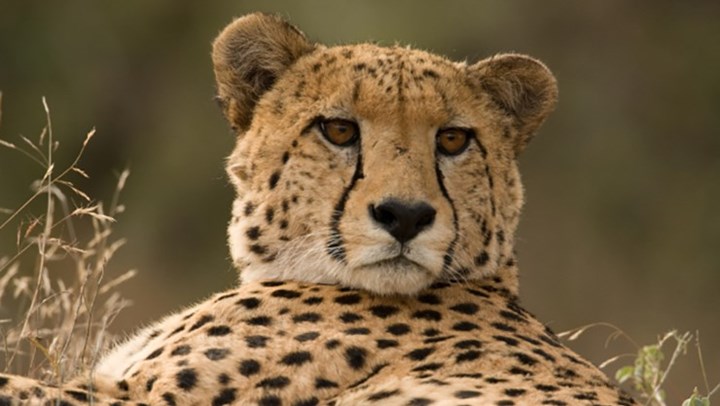NRA Hunters Leadership Forum Cheetah Numbers Crashing Despite ESA Protections nra-hunters-leadership-forum-cheetah-numbers-crashing-despite-esa-protections