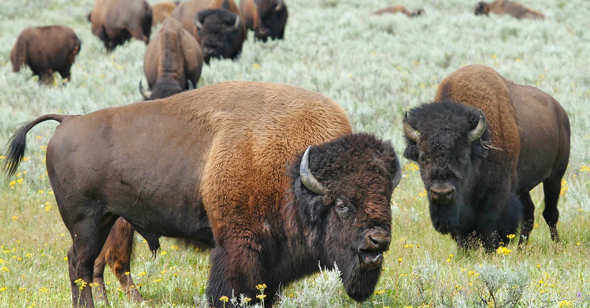 NRA Hunters' Leadership Forum | Feds to Use Hunters to Cut Arizona ...