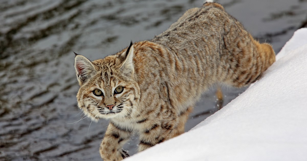 NRA Hunters' Leadership Forum | Hunters Aid Wisconsin’s Bobcat Numbers