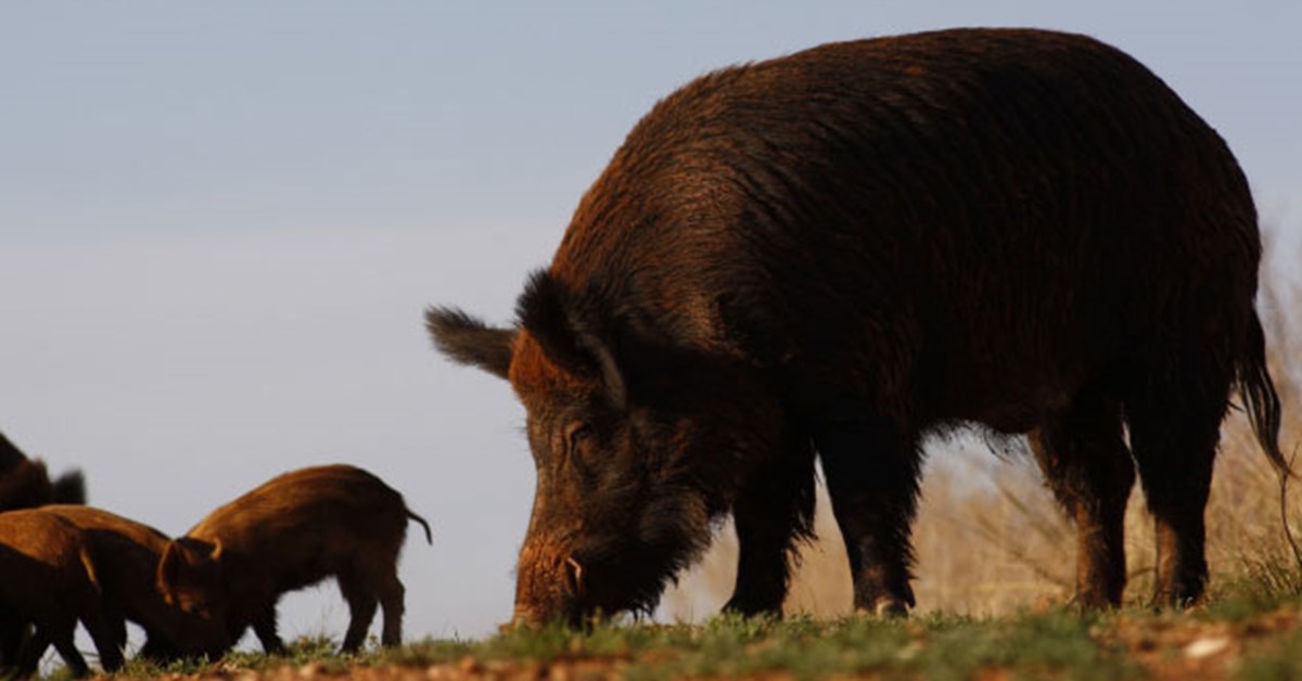 NRA Hunters' Leadership Forum | Hogs Running Rampant? Read Wild Hog 101
