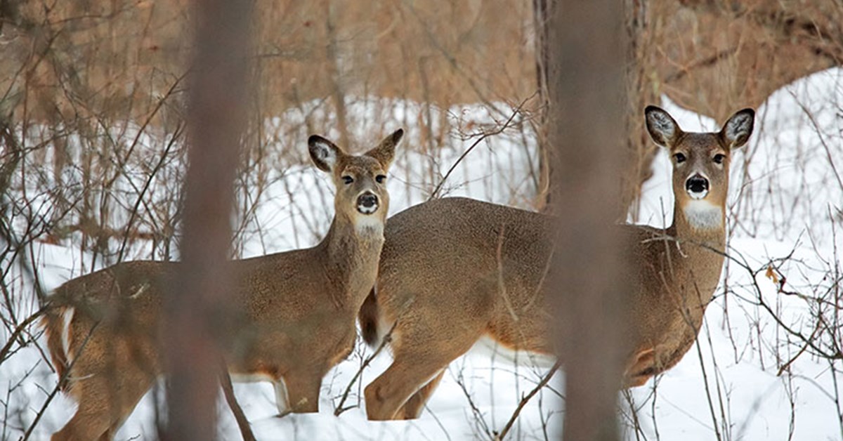 NRA Hunters' Leadership Forum | Landmark CWD Deer Study Breaks New ...