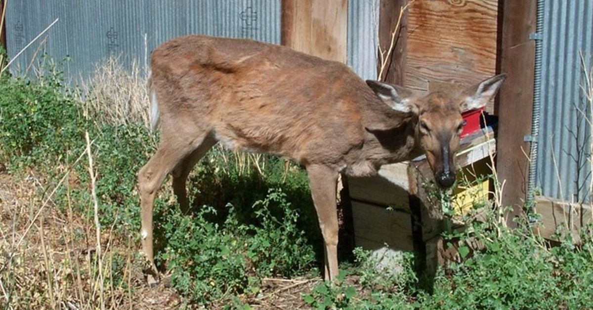 NRA Hunters' Leadership Forum | Can Humans Contract CWD by Consuming ...