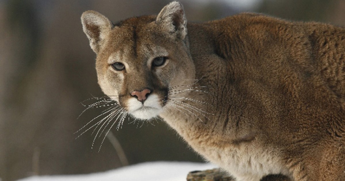 NRA Hunters' Leadership Forum | Pride of Mountain Lions Prowls Colorado ...