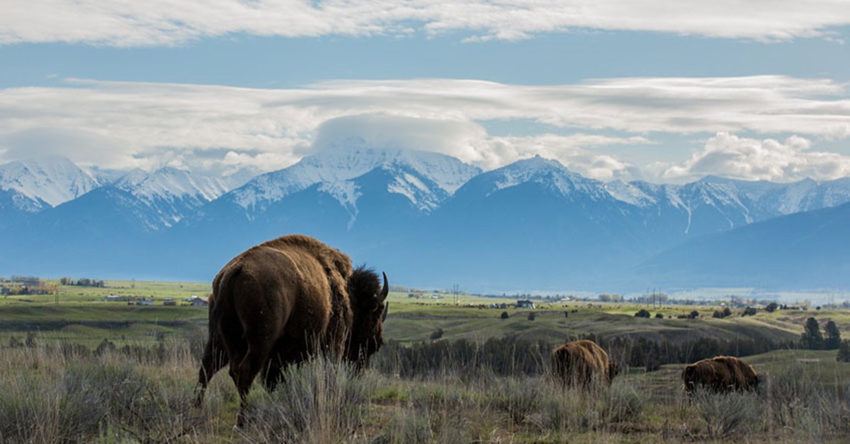 NRA Hunters' Leadership Forum | Hunting, Transplanting Needed to Cut ...