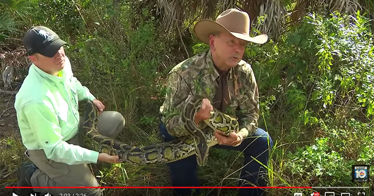NRA Hunters' Leadership Forum | Florida Steps Up Python Removal with ...