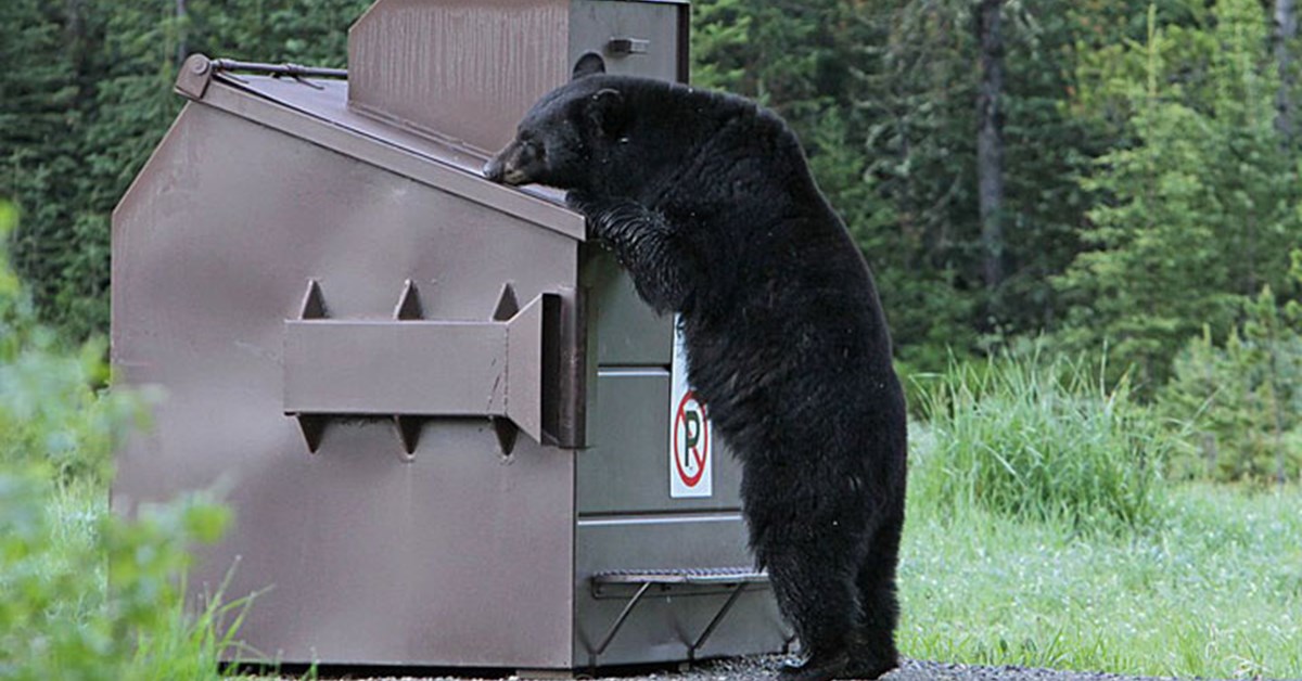 NRA Hunters' Leadership Forum | Black Bear Trapped and Destroyed after ...
