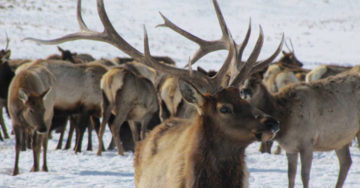 NRA Hunters' Leadership Forum | 2020 Marks Successful Elk Hunting ...