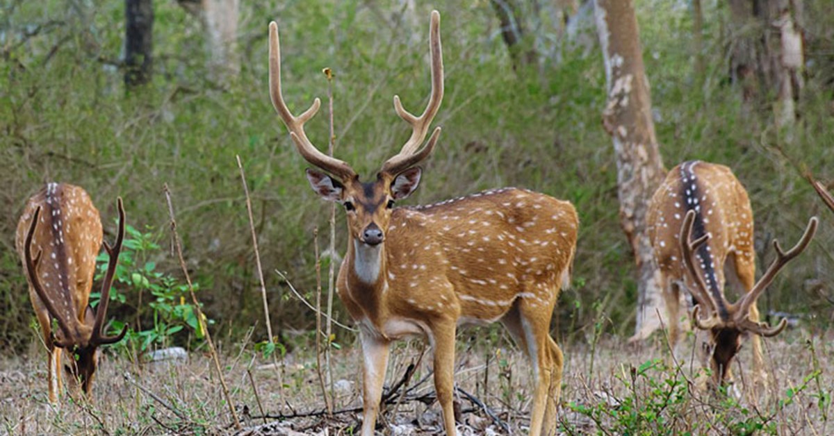 NRA Hunters' Leadership Forum | Hunt 24/7 by Helping to Control ...