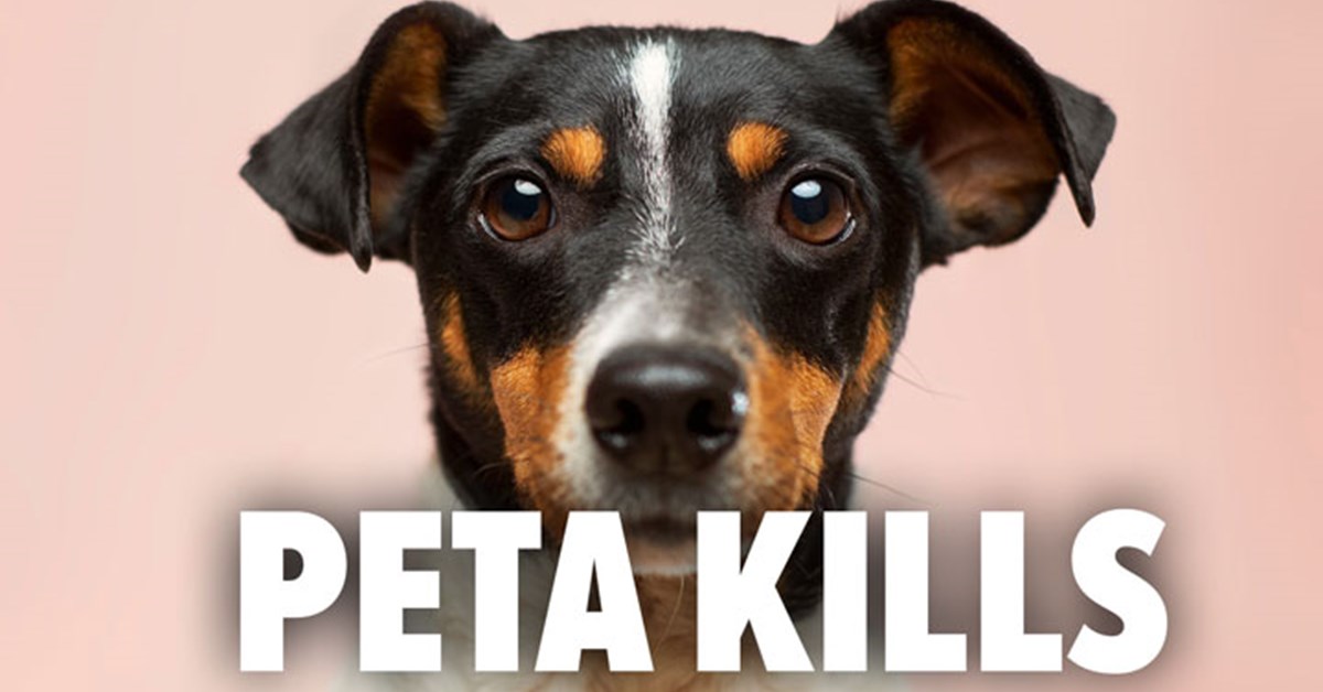 NRA Hunters' Leadership Forum | PETA Slaughter Tops 45,000 Dogs, Cats ...