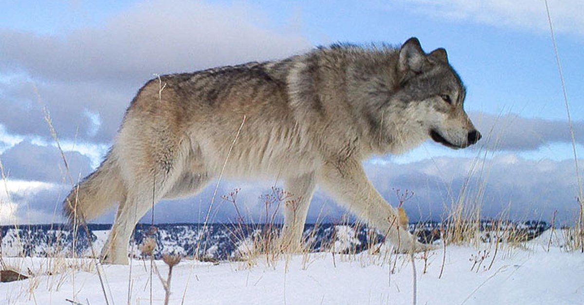 NRA Hunters' Leadership Forum | Colorado Bill Defining Wolves as ...