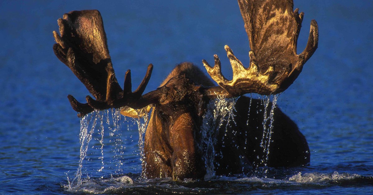 NRA Hunters' Leadership Forum | Alaska Confirms First Case of Rabies in ...