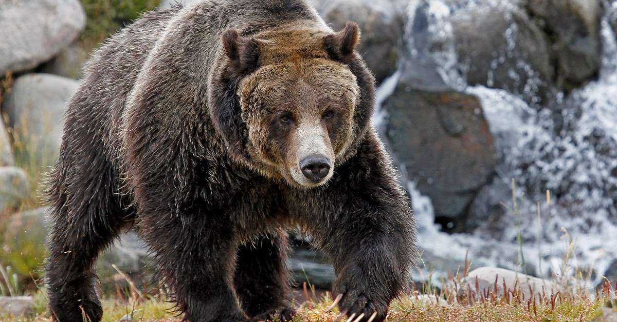 NRA Hunters' Leadership Forum | Biden Administration Moves on with Plan for Grizzly Bear Release ...