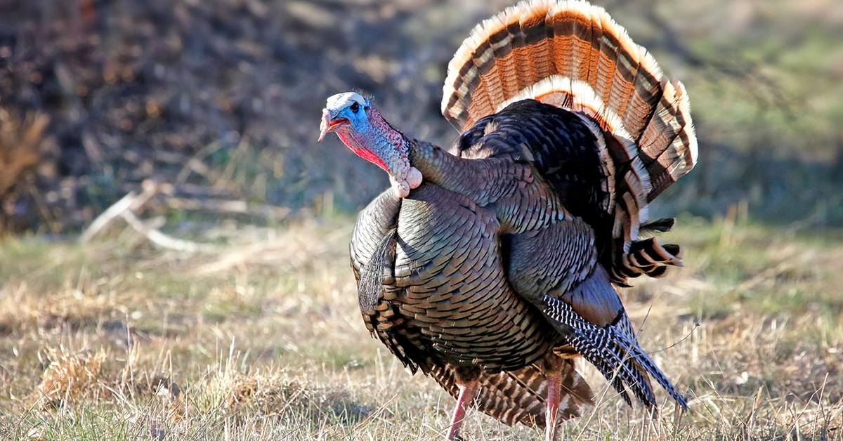 NRA Hunters' Leadership Forum | Surefire Ways to Extend Your Turkey ...