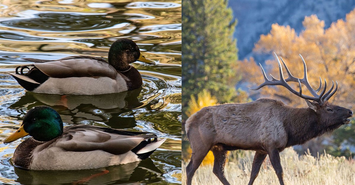 NRA Hunters' Leadership Forum | Two National Conservation Groups ...
