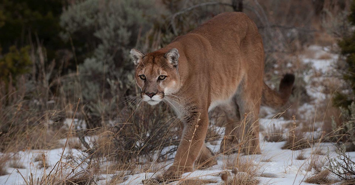 NRA Hunters' Leadership Forum | Colorado Predator Wars: First Wolves ...