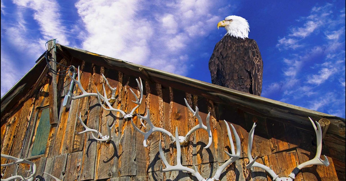 NRA Hunters' Leadership Forum | Hunter-Driven Pittman-Robertson Act ...