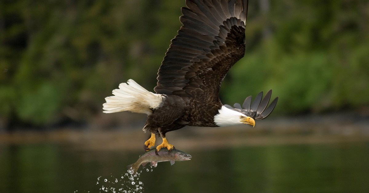 NRA Hunters' Leadership Forum | USFWS State Wildlife Grant Program to Distribute $55 Million for ...