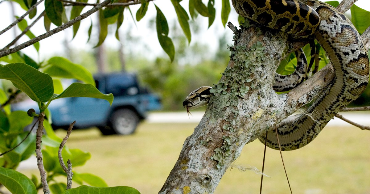 NRA Hunters' Leadership Forum | Here, Snaky Snake! 2025 Florida Python ...