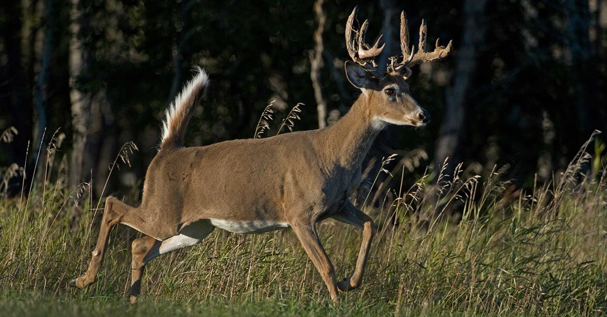 NRA Hunters' Leadership Forum | New York State’s New Deer Hunting ...